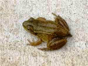 Erfin"s Blog: BIOLOGI: Metamorfosis KATAK