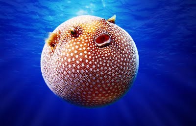 Puffer Fish, Fugu ou o peixe bola - o peixe que infla e vira uma bola ...