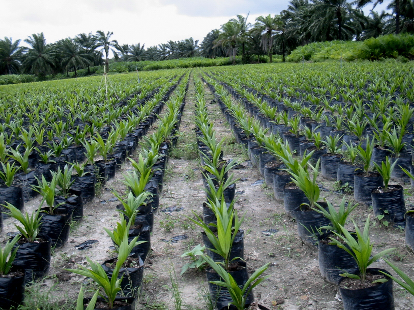 Dendê - Elaeis guineensis | Natureza Bela