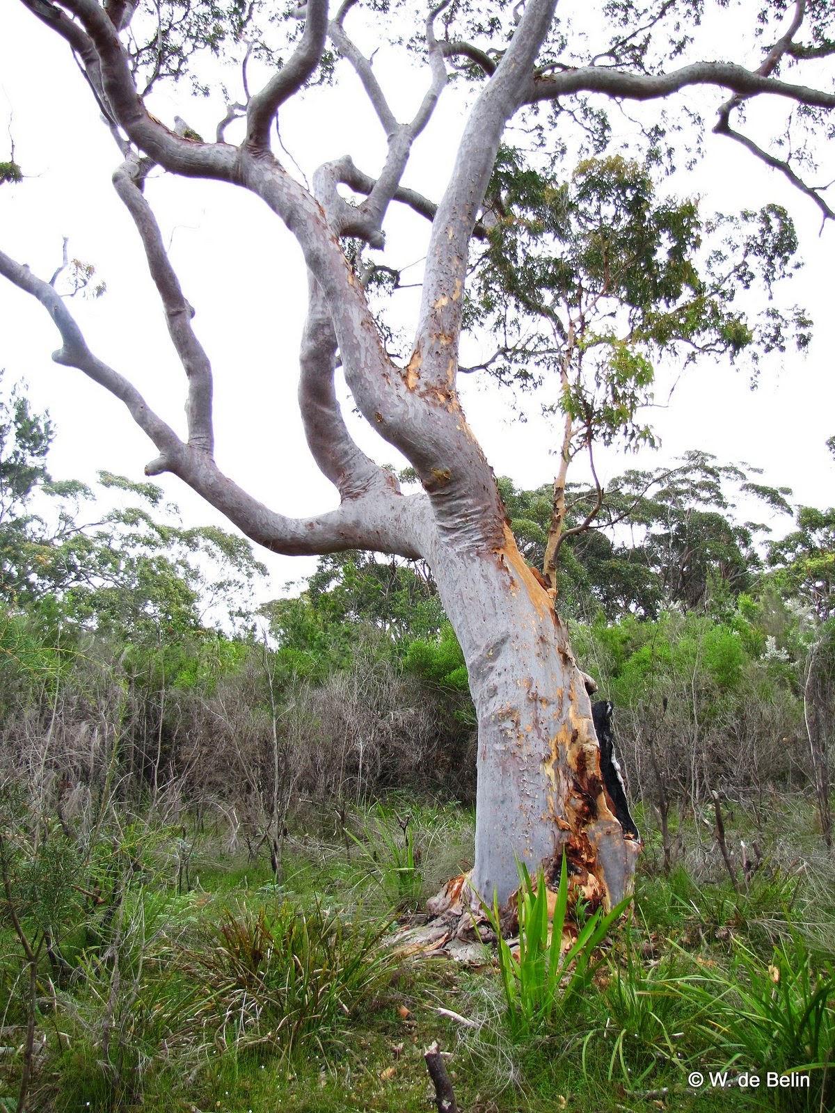 Sydney's Wildflowers and Native Plants: Angophora costata - Sydney Red ...
