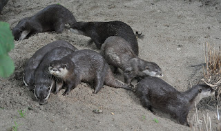 ZOOTOGRAFIANDO (6.100 ANIMALS): NUTRIA ENANA / ASIAN SMALL-CLAWED OTTER ...