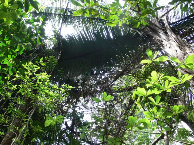 TAMANDUA World: Log of MY OBSERVATIONS