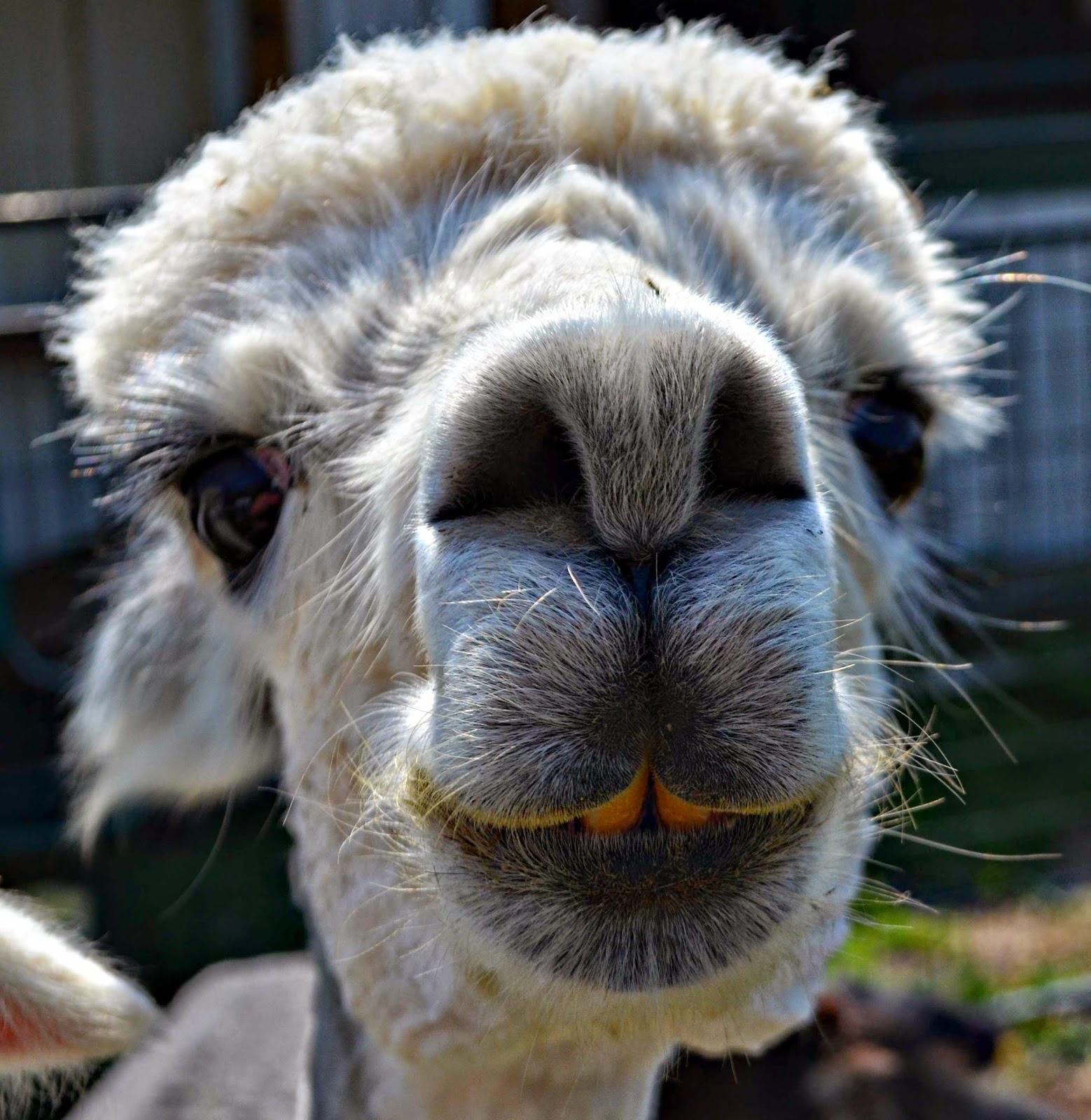 BarnBugStudio: ALPACA SHEARING DAY 2014