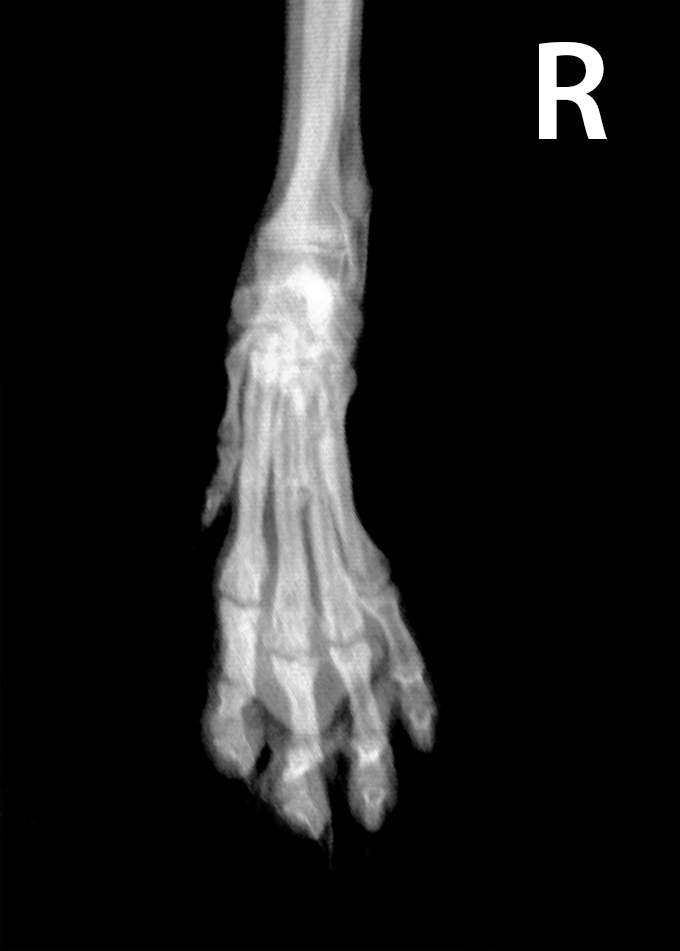 ARTROVET: Fractura de metacarpos