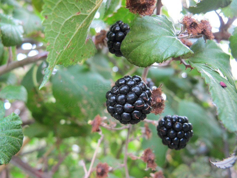 Flora medicinal, alimenticia y artesanal de la Ribera Navarra: Rubus ...