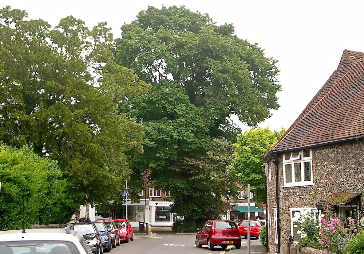 #Brighton Bits: "The Elms", Patcham Village