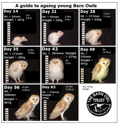 Adventures With Mel & Syd: Development and Aging Graph of the Barn Owl