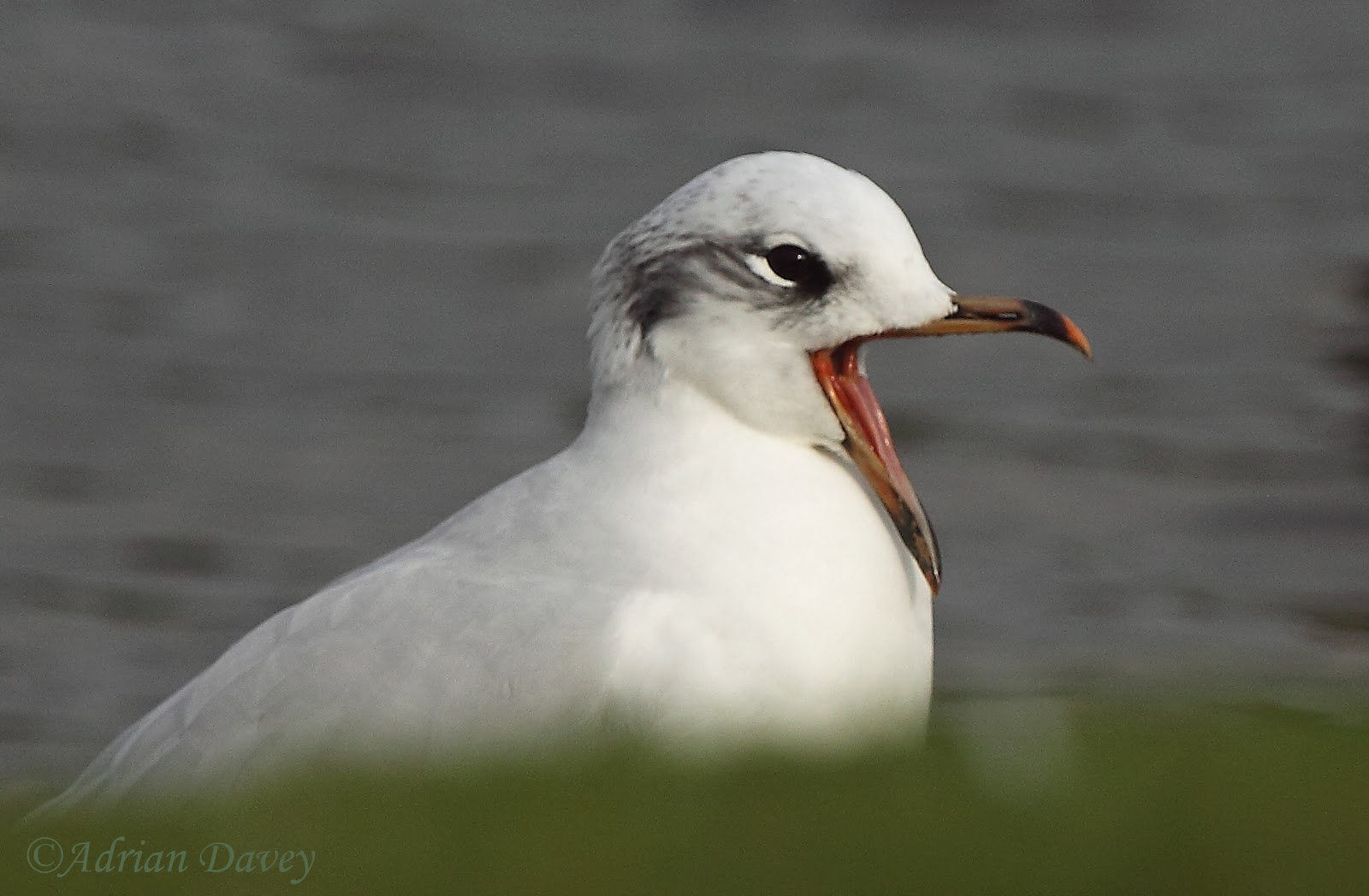 Adrian Davey Wildlife Photography Diary: November 2011