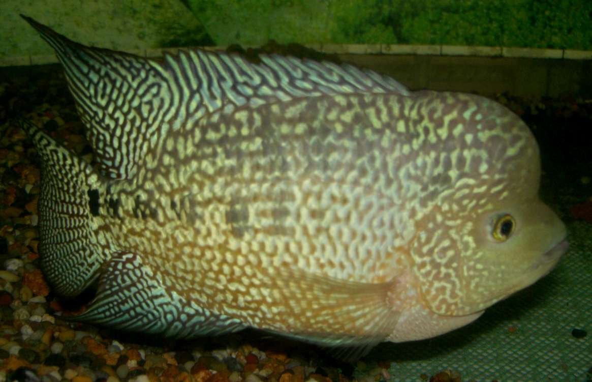 Ikan Louhan | Tips Peternakan, Budidaya, dan Pertanian