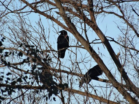 La inteligencia del cuervo Para saber más de animales Para saber más de ...