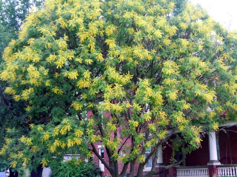 My Old Historic House: A Quest for the Golden Raintree!!!!