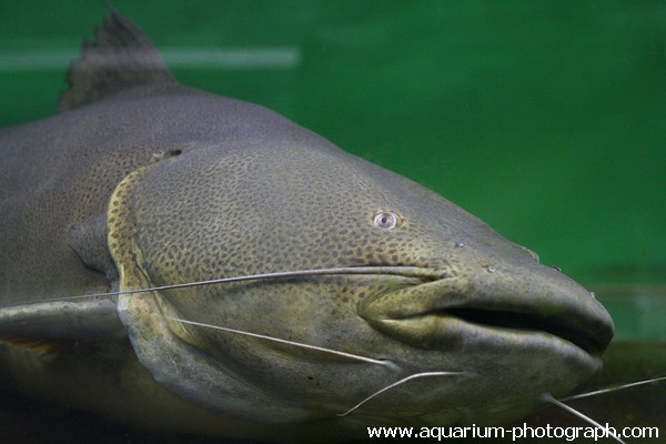 ANGLINGFRONTIERS.COM: FISH SPECIES OF THE BOLIVIAN AMAZON