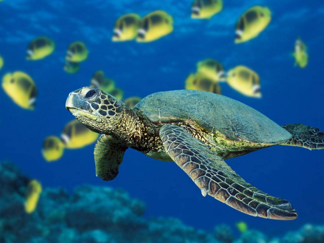 QQ Wallpapers: Hawaiian Green Sea Turtle