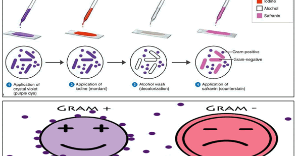 All About Microbiology: Cara Melakukan Uji Pewarnaan Gram Pada Bakteri