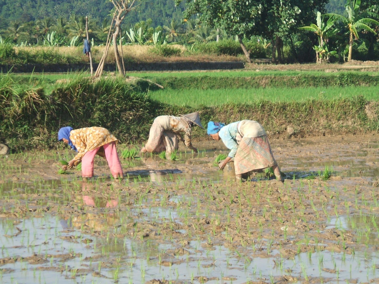 SAWAH LADANG