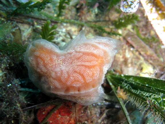 Taxonomía Chordata: Clase Ascidiacea