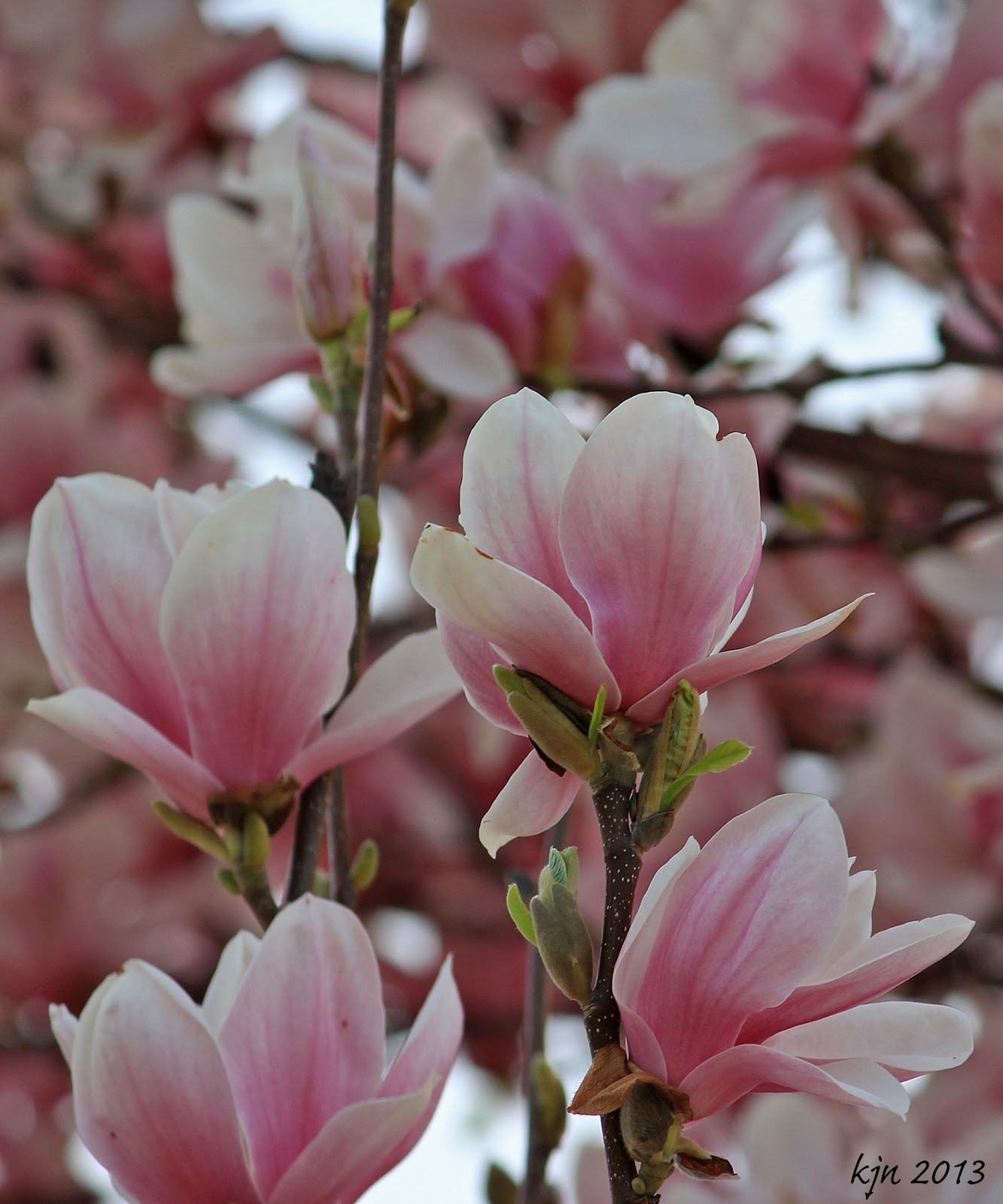 The Outskirts of Suburbia: Sweet Magnolia Blossoms