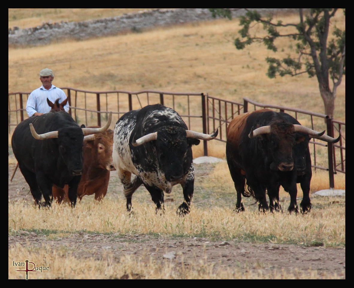 DESDETORILES: GANADERÍA DE D. VICTORIANO DEL RIO