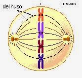 aulabiogeotoni: 2º BACH. ciclo celular 3