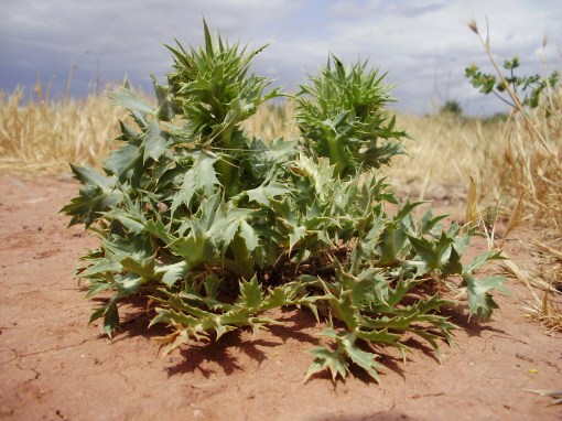 EL SILENCIO DE LOS CARDOS: FLOR DE CACTUS