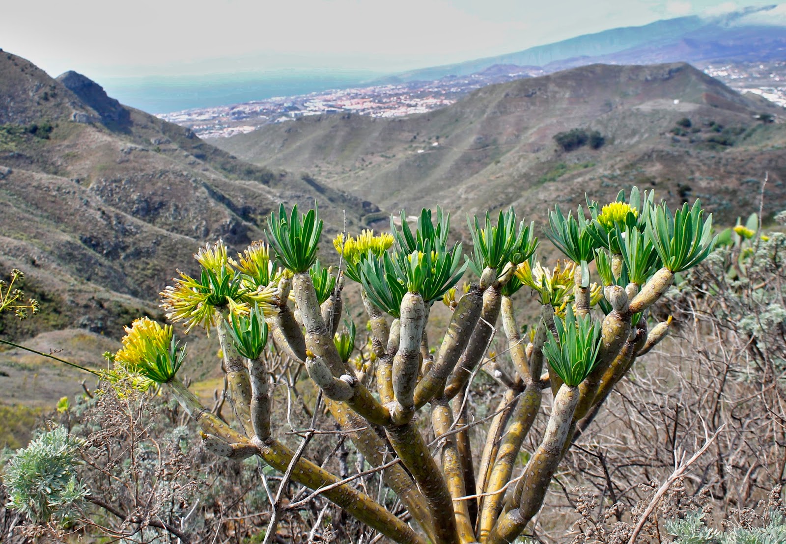 Examen de Naturales: Tabaibas, verodes y bejeques