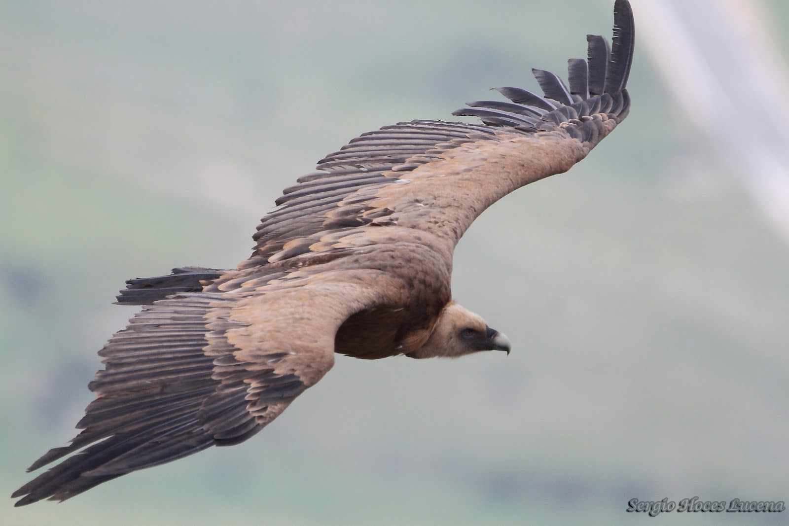 Viajes, Salidas, Naturaleza, (Fotografía).: Buitre Común (Gyps fulvus).