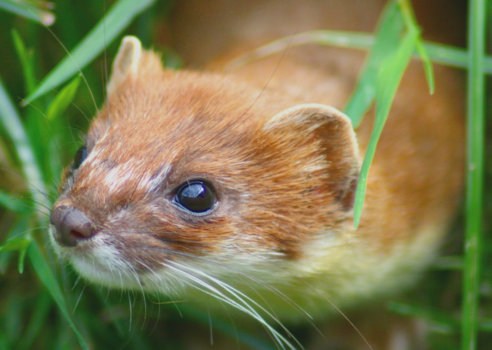 Stoat | The Life of Animals