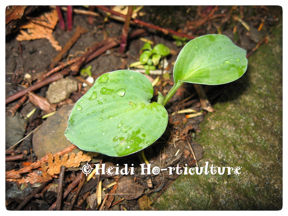 Heidi Horticulture: Collecting Hosta Seeds: Update (2 years later)