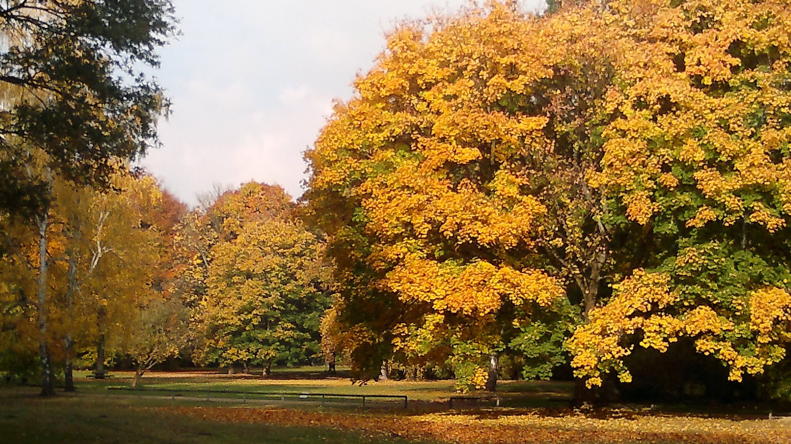 Whippet Diego & sein Neffe George: Pech gehabt...