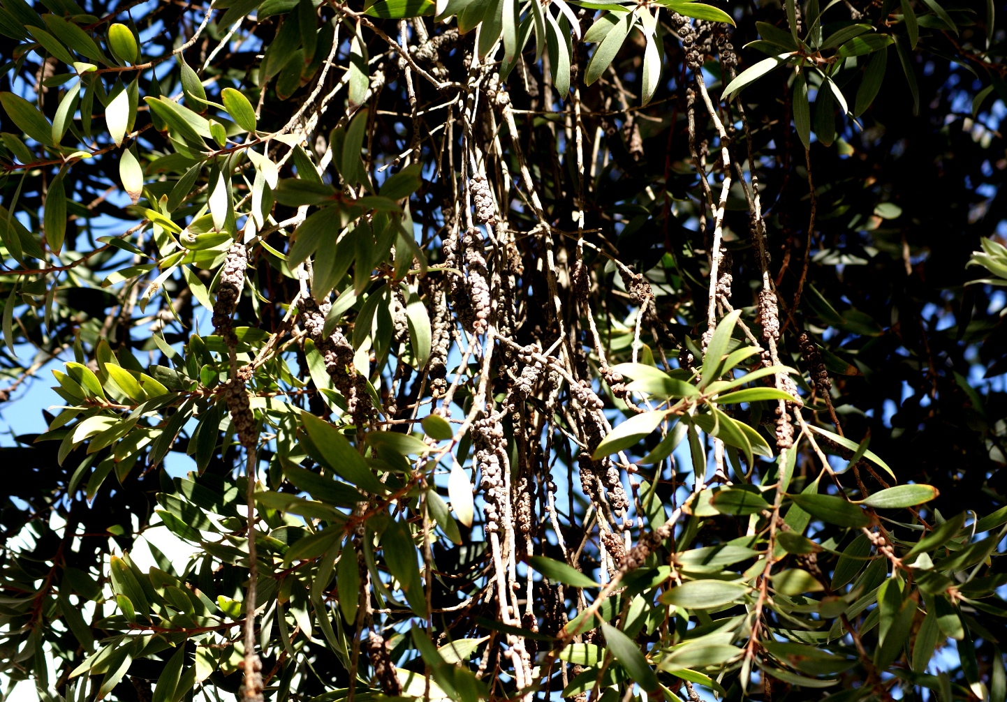 A photo, A thought............: Plant: Paperbark trees in California......