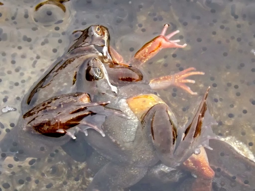 Dartmoor Ramblings: MAD FROGS