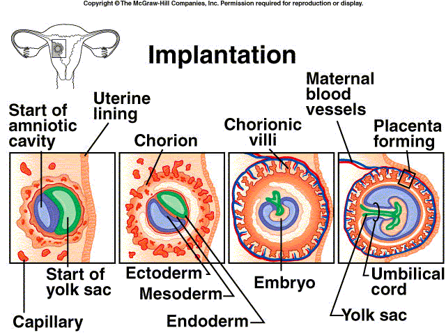 Fertilisasi | Biologi Reproduksi