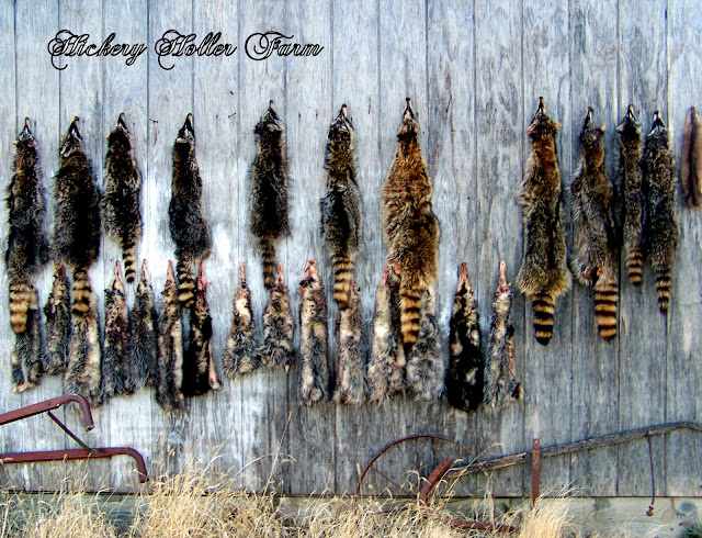 Hickery Holler Farm: Predator Control