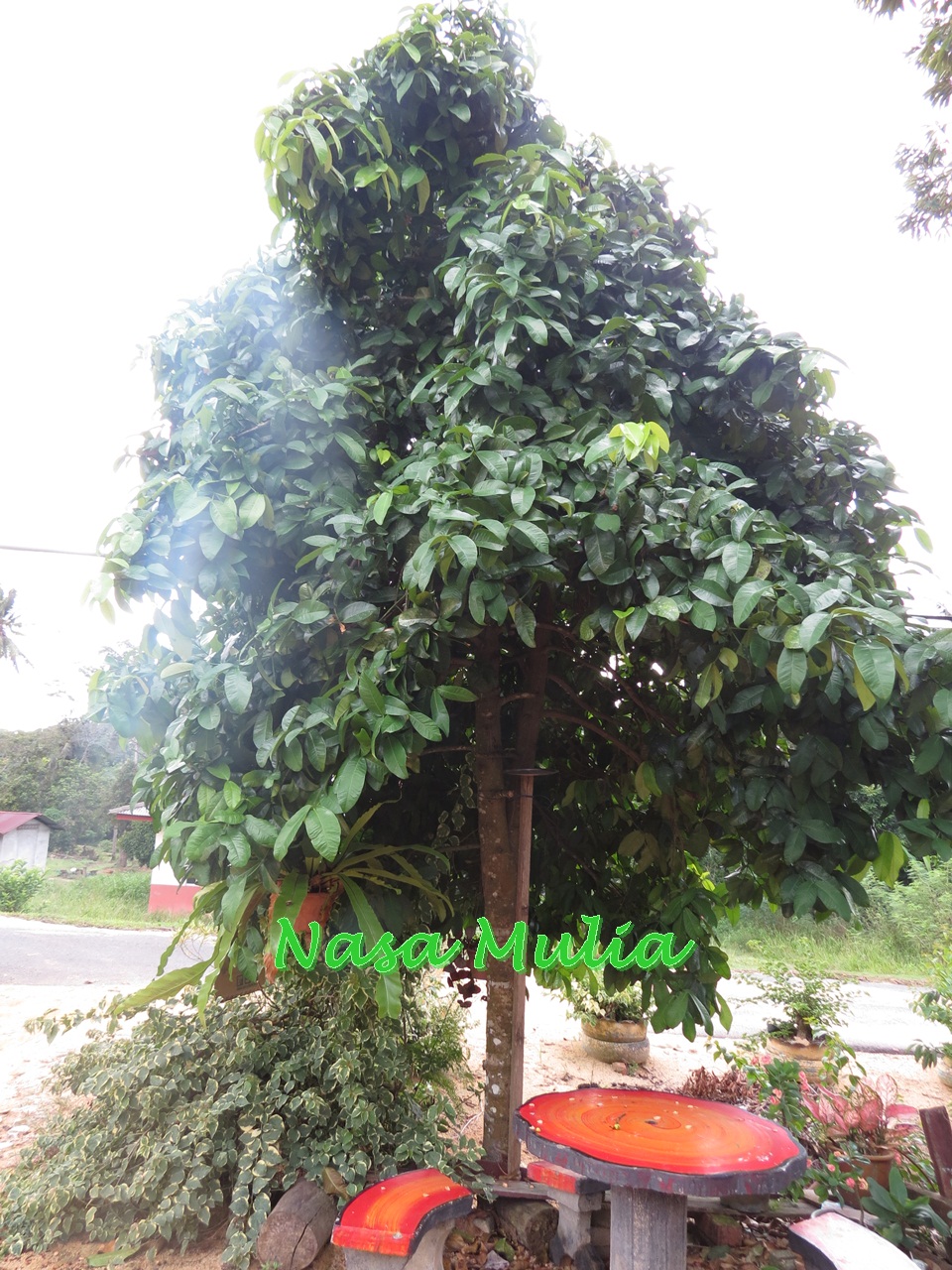 warna warni hidupku..............: Pokok Cupu