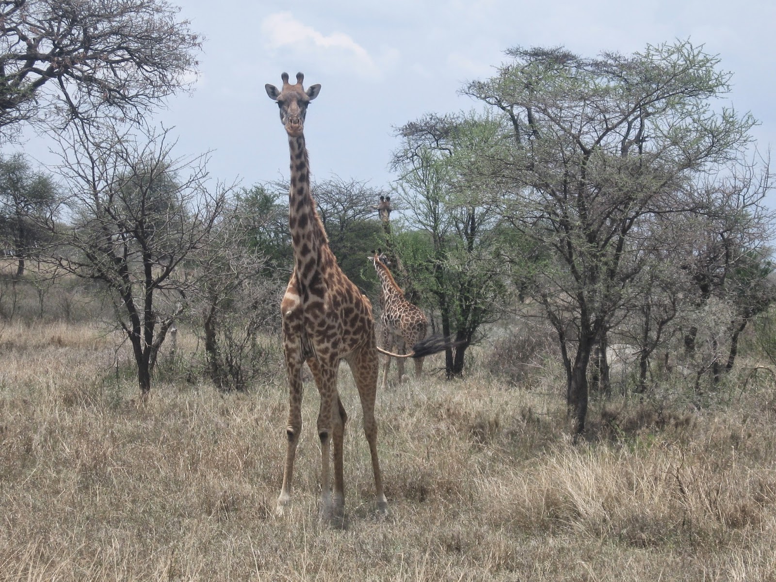 World travels from a thoughtful Londoner: The Serengeti - Impala, Cape ...
