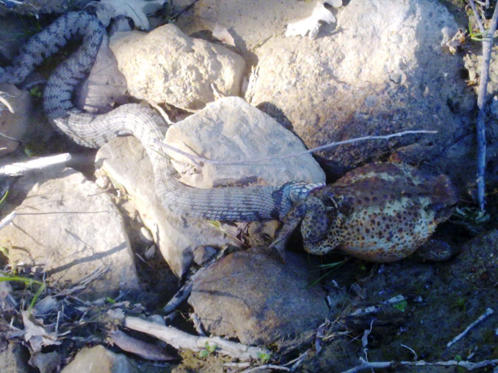 CiròSuper - Il blog di Cirò: Un giovane serpente Cervone: Elaphe ...