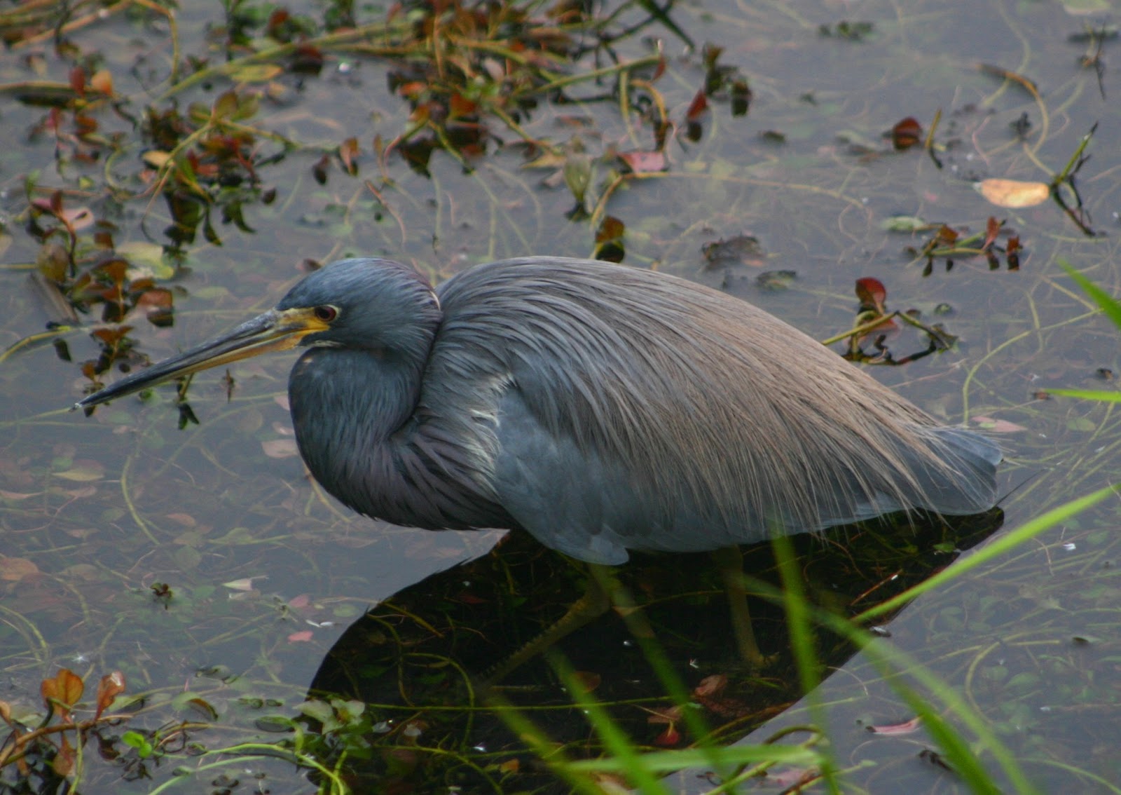 Cannundrums: Tricolored Heron