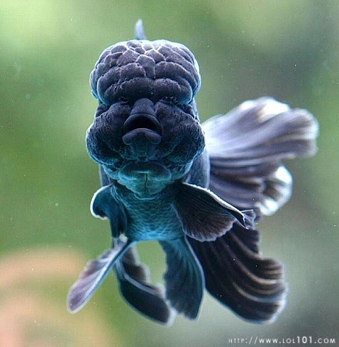 BIG BRAIN: Big Brain Fish