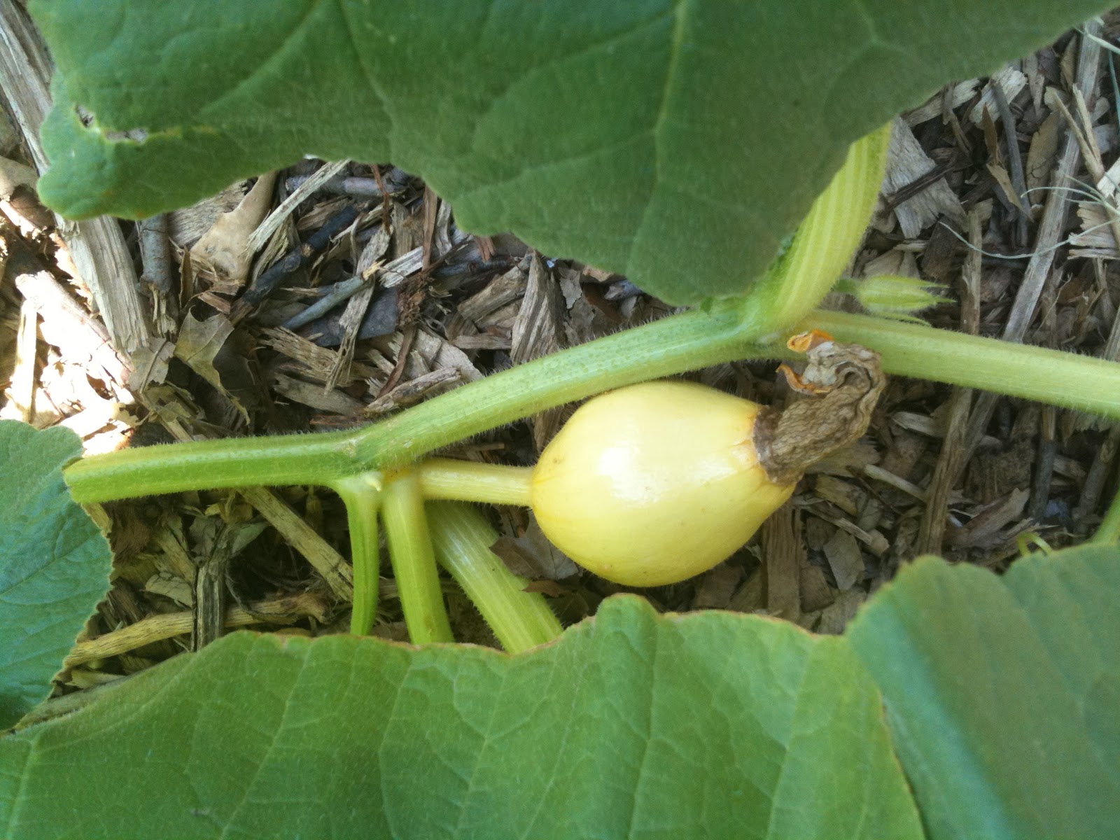 Moss Haven Farm: The Success and Failure.., Both Help Us Learn