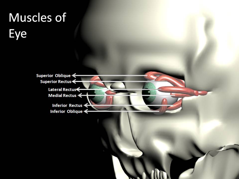Manash (Subhaditya Edusoft): Human Eyes : Visual opening and Major ...