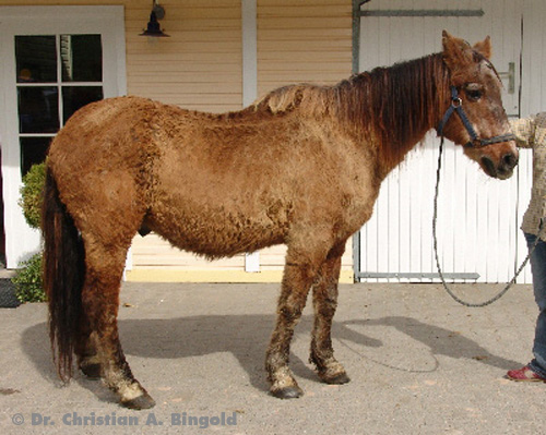 Fran Jurga`s Hoofcare + Lameness: Prascend® PPID (Equine Cushings ...