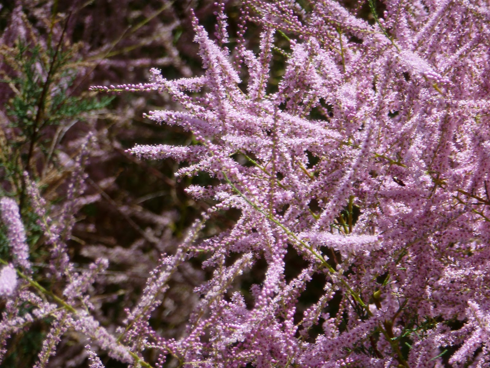 Árboles con alma: Tamarisco. Tamariu. (Tamarix gallica)