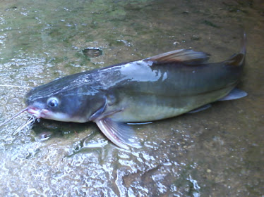 Chandra Aripin: Jenis-Jenis Ikan Sungai di Jawa Barat