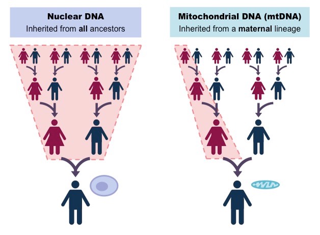 Communicating Life2: USING DNA TO UNDERSTAND OUR FAMILY HISTORY
