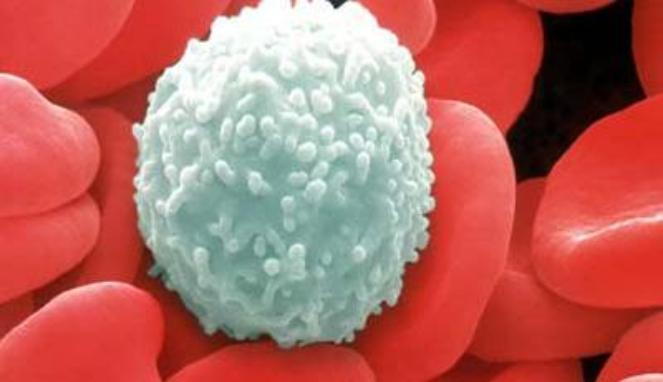 Penyebab Sel Darah Putih Menurun