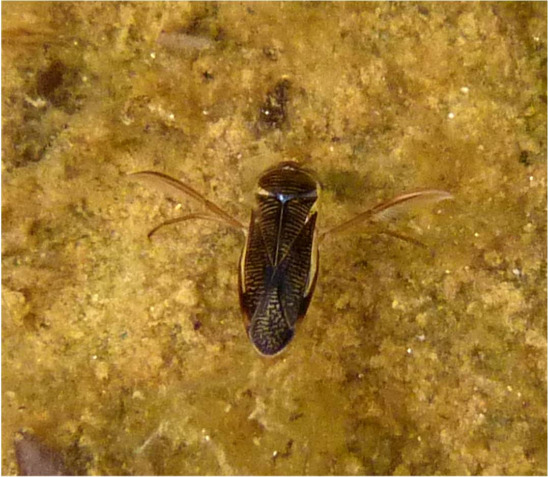 Insects of Scotland: True Bugs