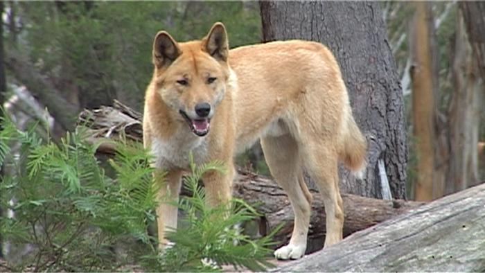Dingo | Wildlife Photos and Info | The Wildlife