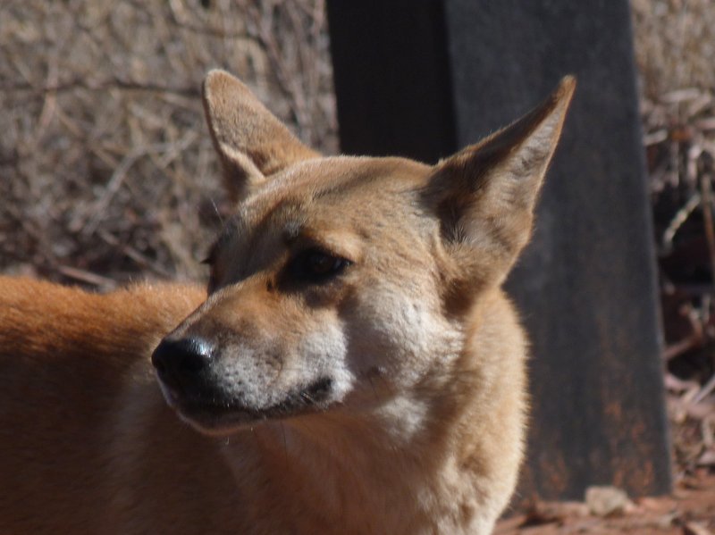 Ian Fraser, talking naturally: Dingoes; Australian Wolves