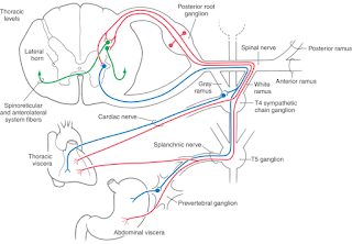 easyhumanatomy: summary of Celiac plexus : easy and simple way