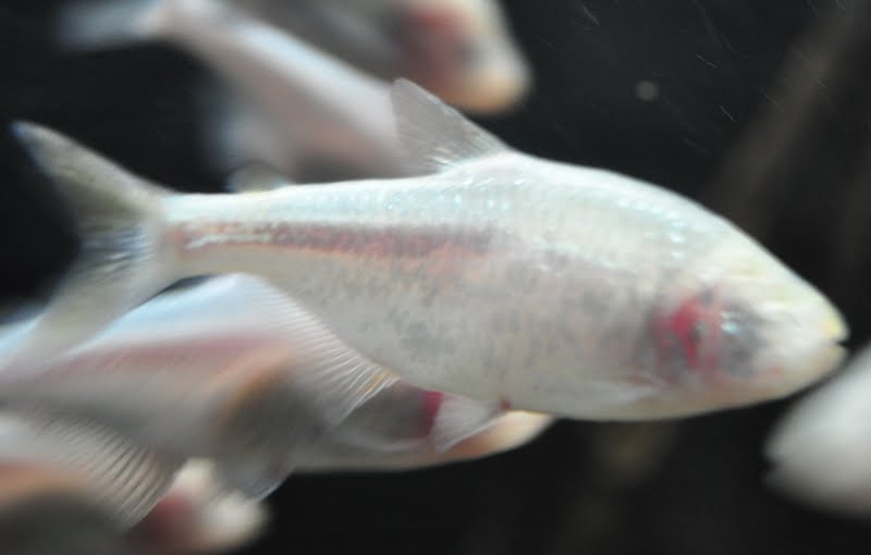 ZOOTOGRAFIANDO (6.100 ANIMALS): PEZ CIEGO / BLIND CAVE TETRA (Astyanax ...